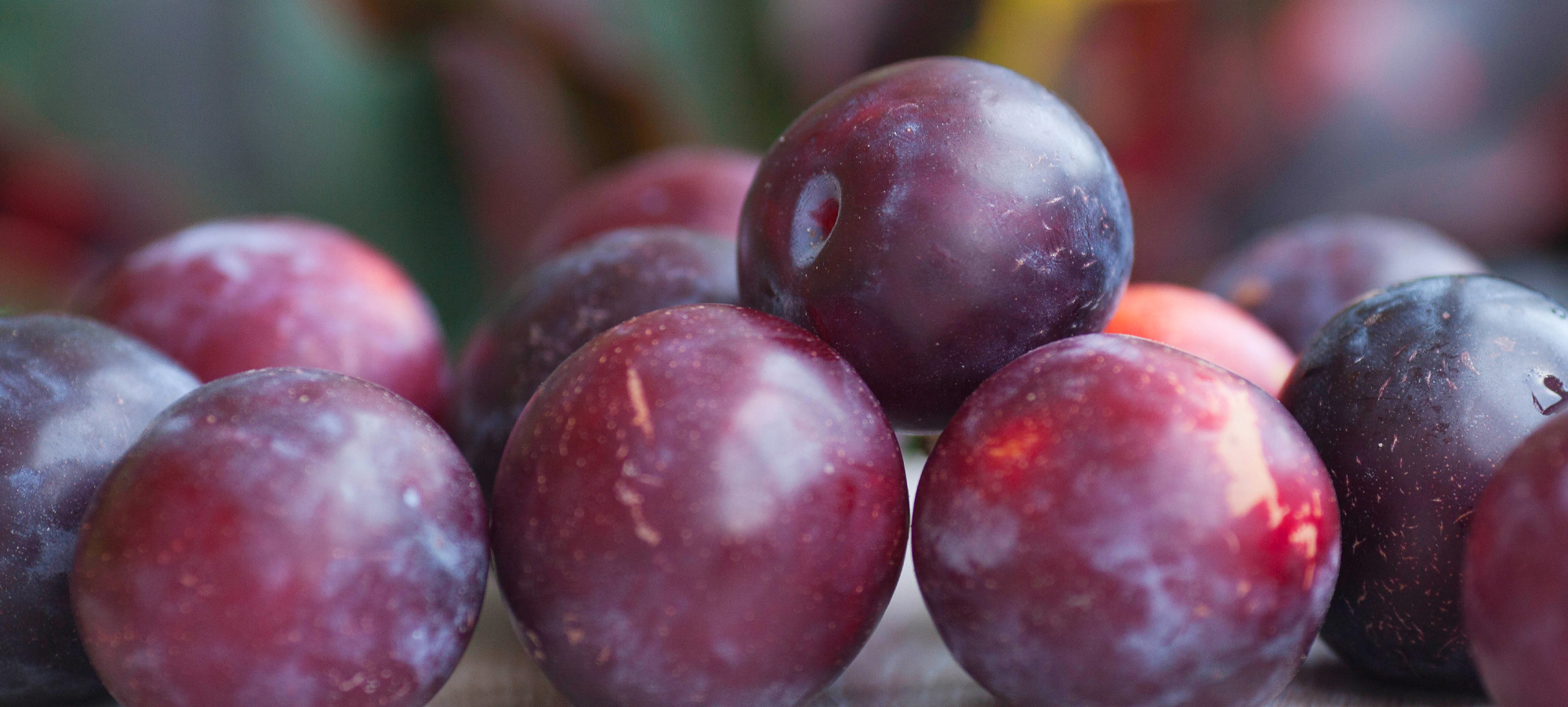 Season 3 | Farming the Wild